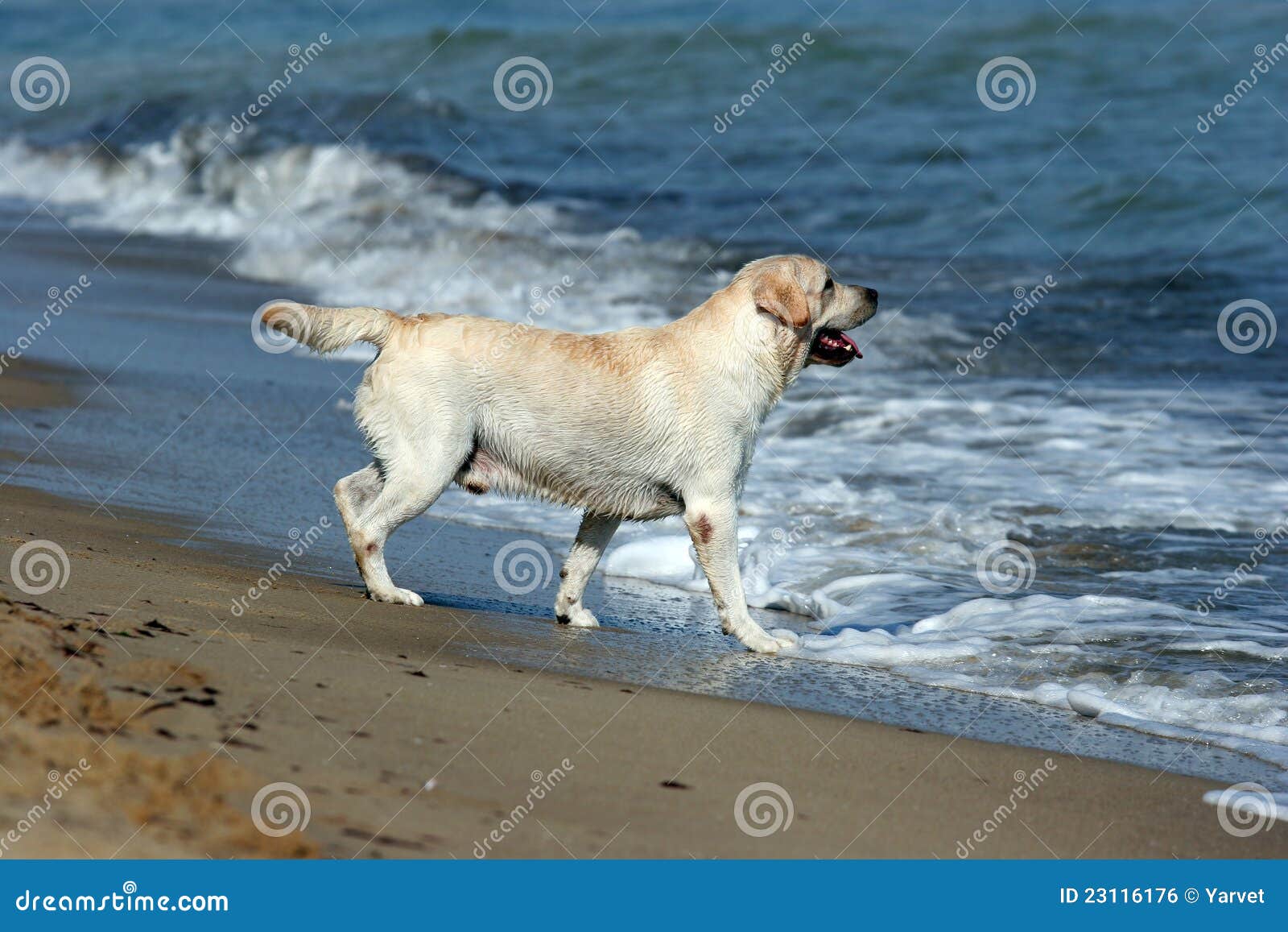 Um Labrador Amarelo Na Praia Foto de Stock - Imagem de branco, dourado ...