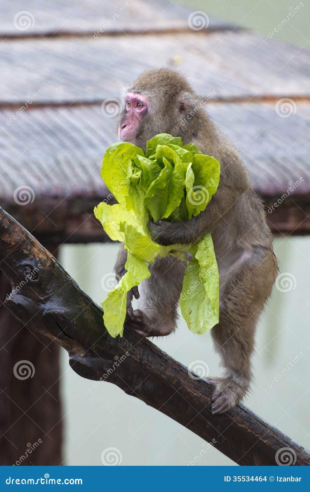 Um macaco ao comer foto de stock. Imagem de wildlife - 35534464