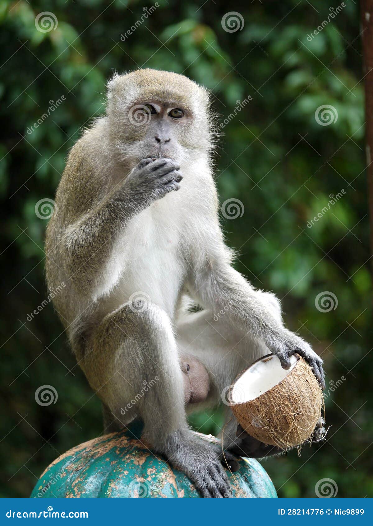 Um macaco com um coco foto de stock. Imagem de animal - 28214776