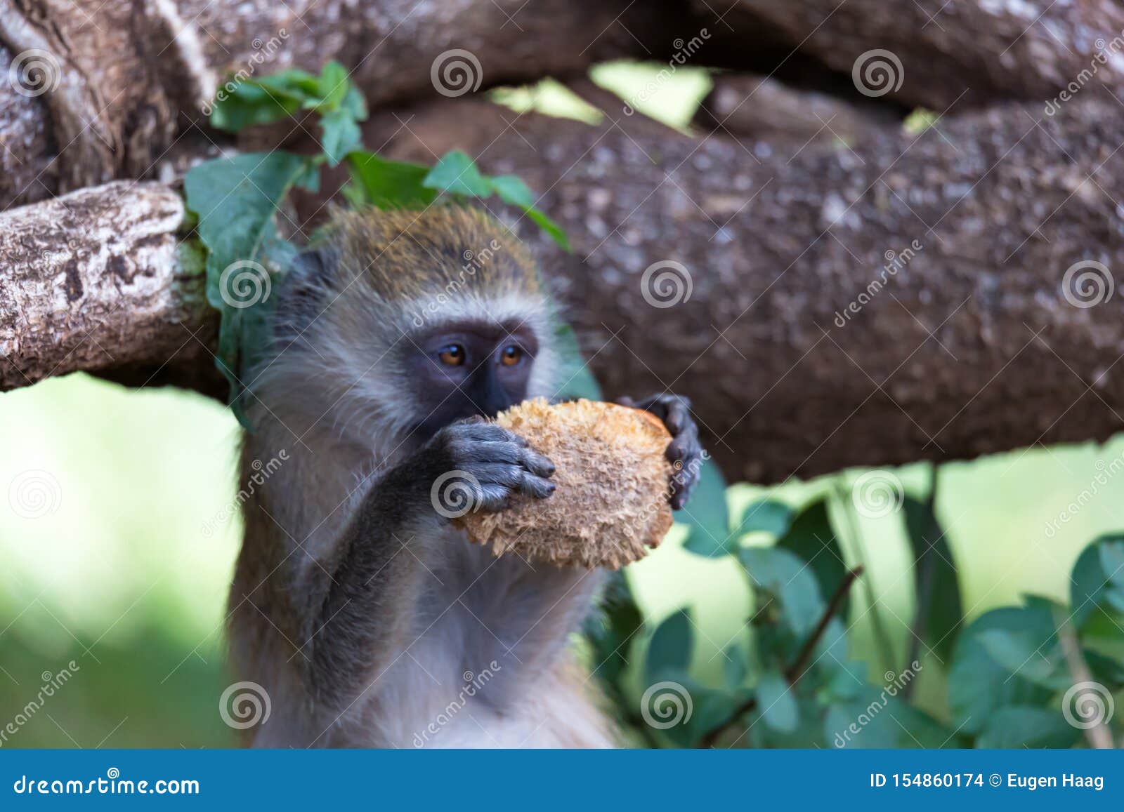 Um Macaco De Vervet Encontrou Um Fruto E Come-o Foto de Stock - Imagem ...