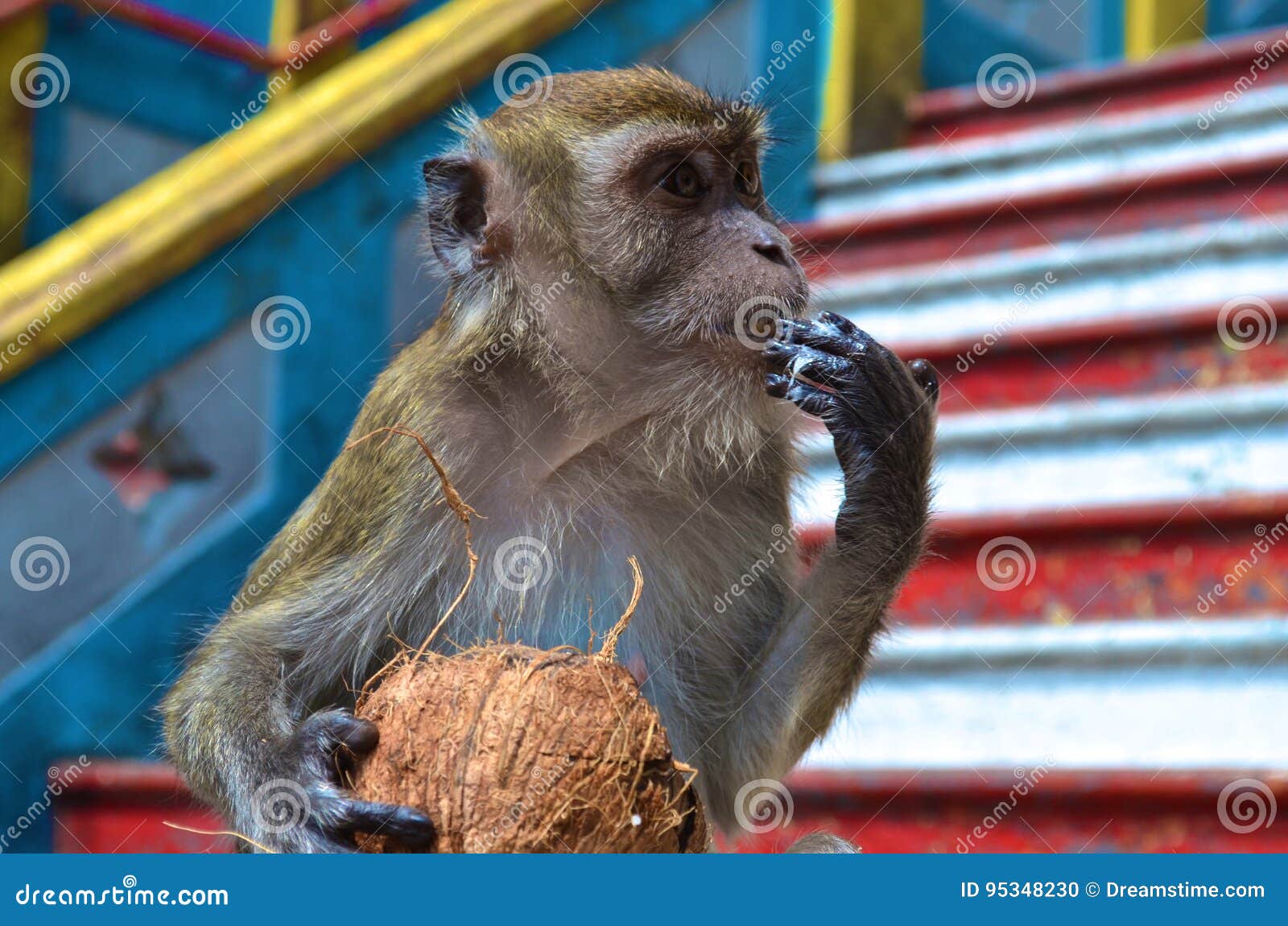 Um macaco e seu coco foto de stock. Imagem de cavernas - 95348230