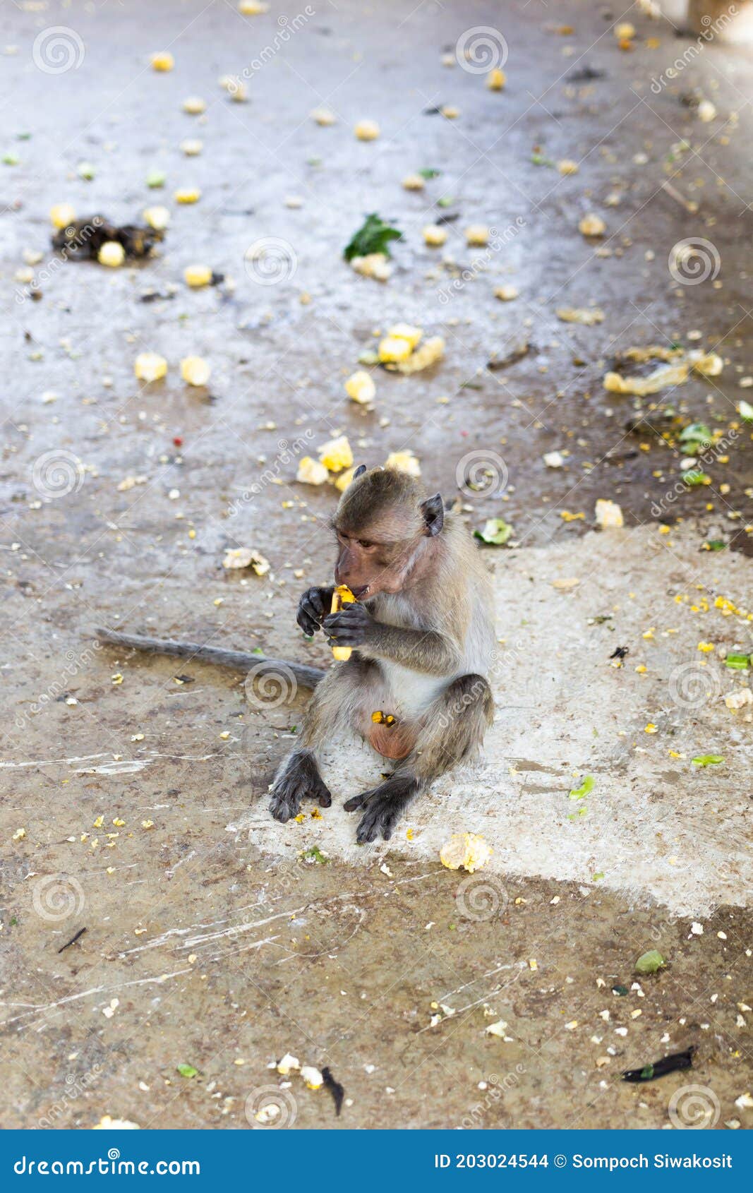 Um Macaco Marrom Sentou-se Num Posto De Cimento Comendo Uma Banana E ...