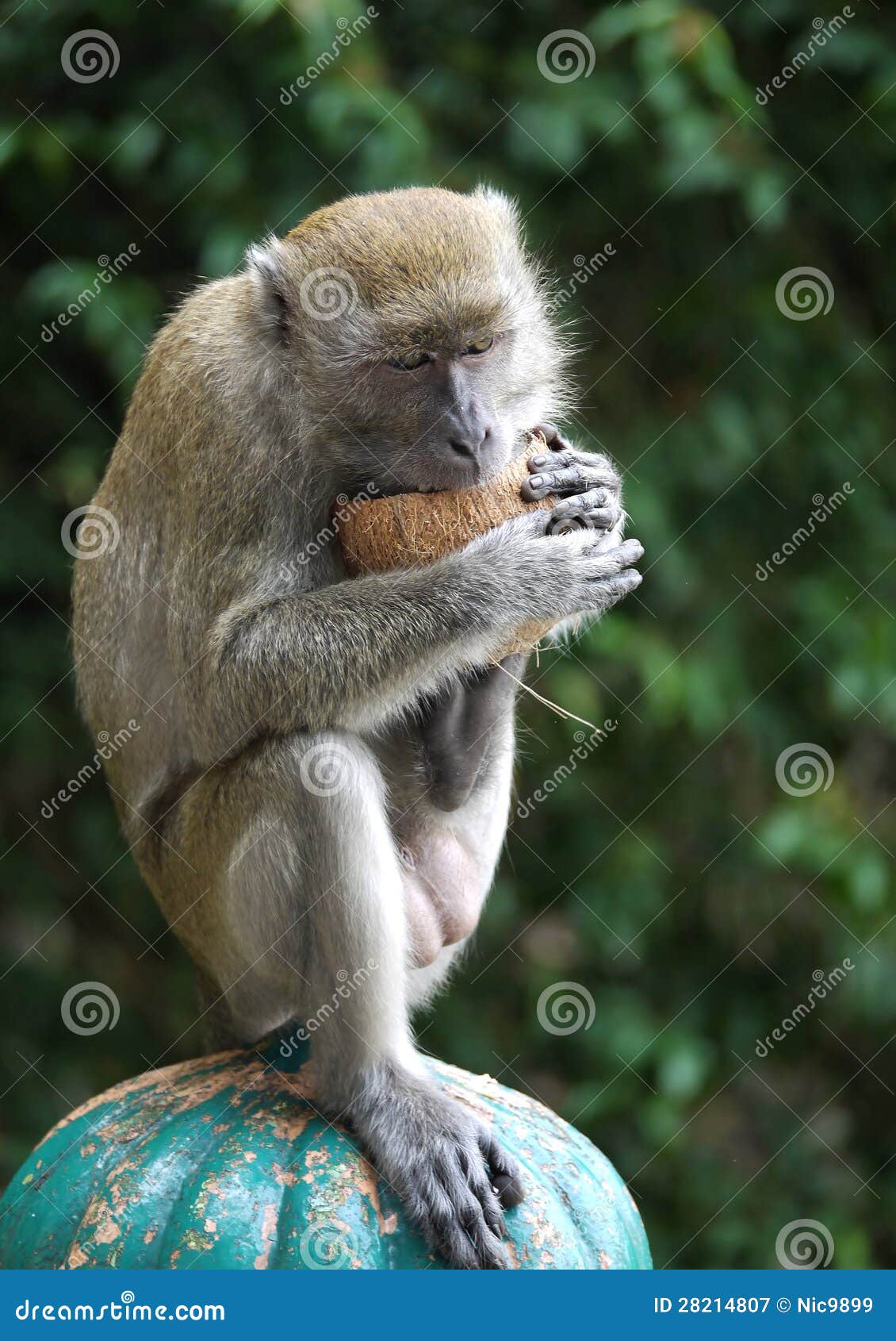 Um macaco que come um coco imagem de stock. Imagem de coma - 28214807