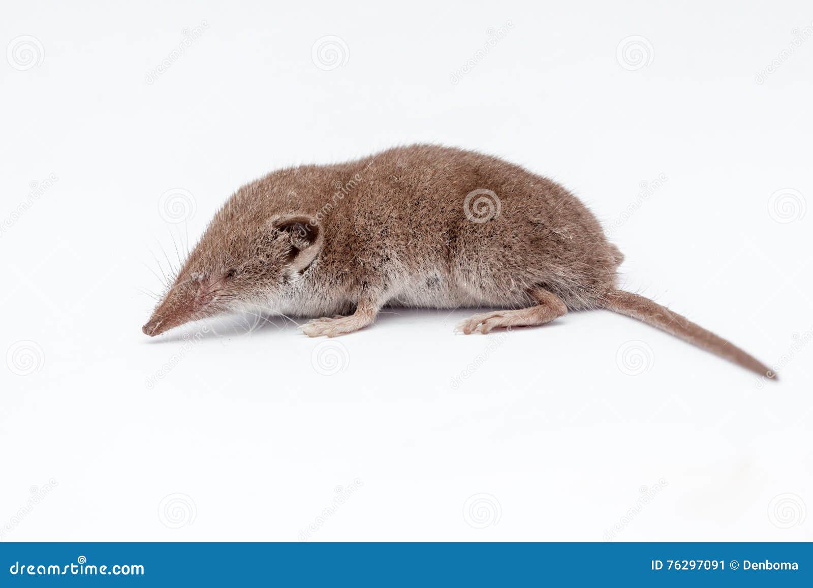 Um musaranho pequeno imagem de stock. Imagem de ninguém - 76297091