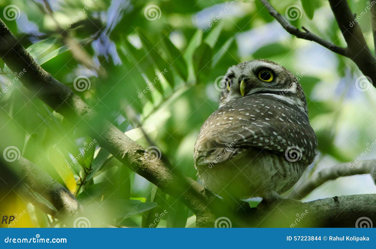 Um Olhar De 360 Graus Por Uma Coruja Foto de Stock - Imagem de ...
