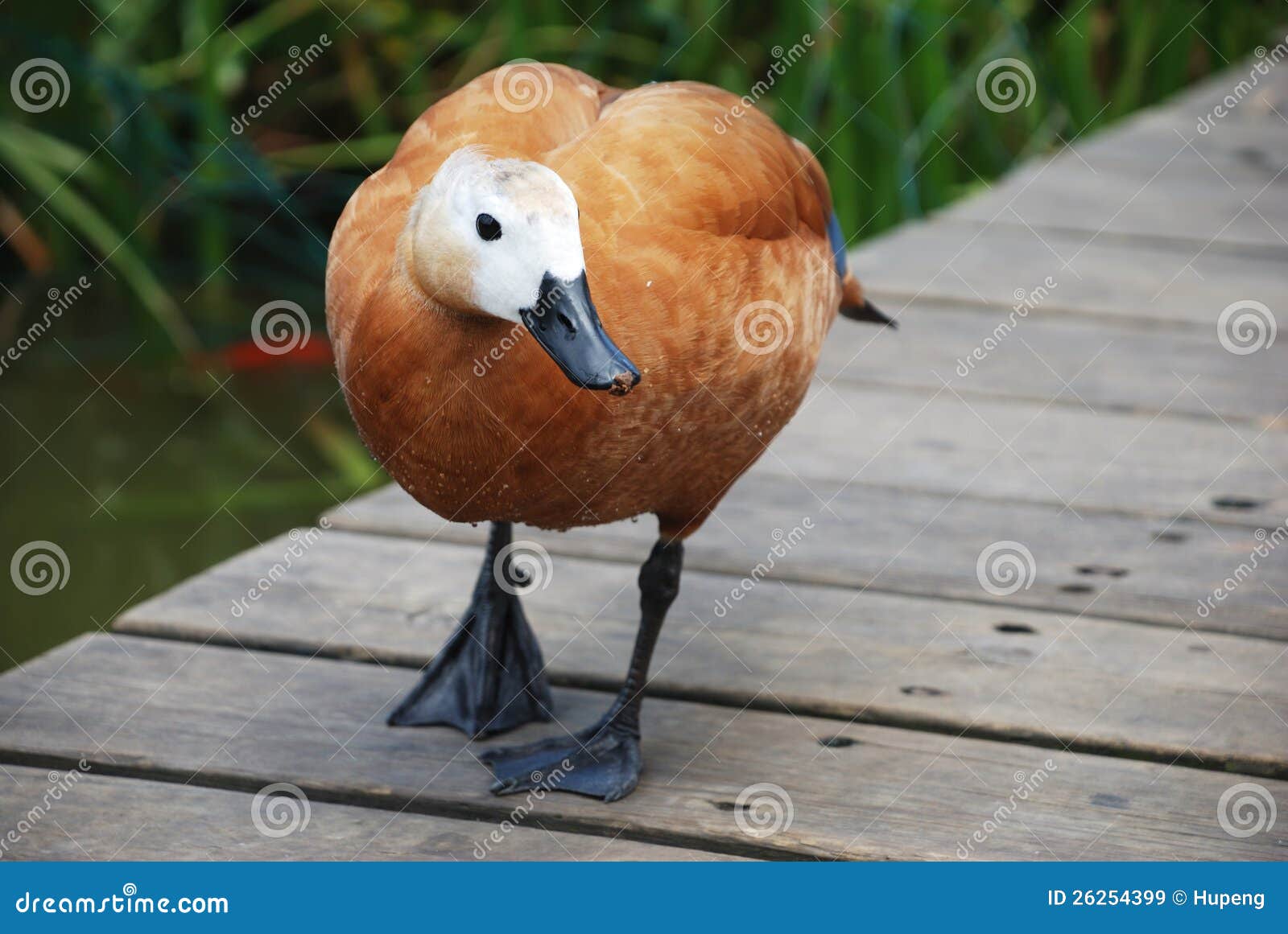 Um pato bonito marrom imagem de stock. Imagem de olho - 26254399