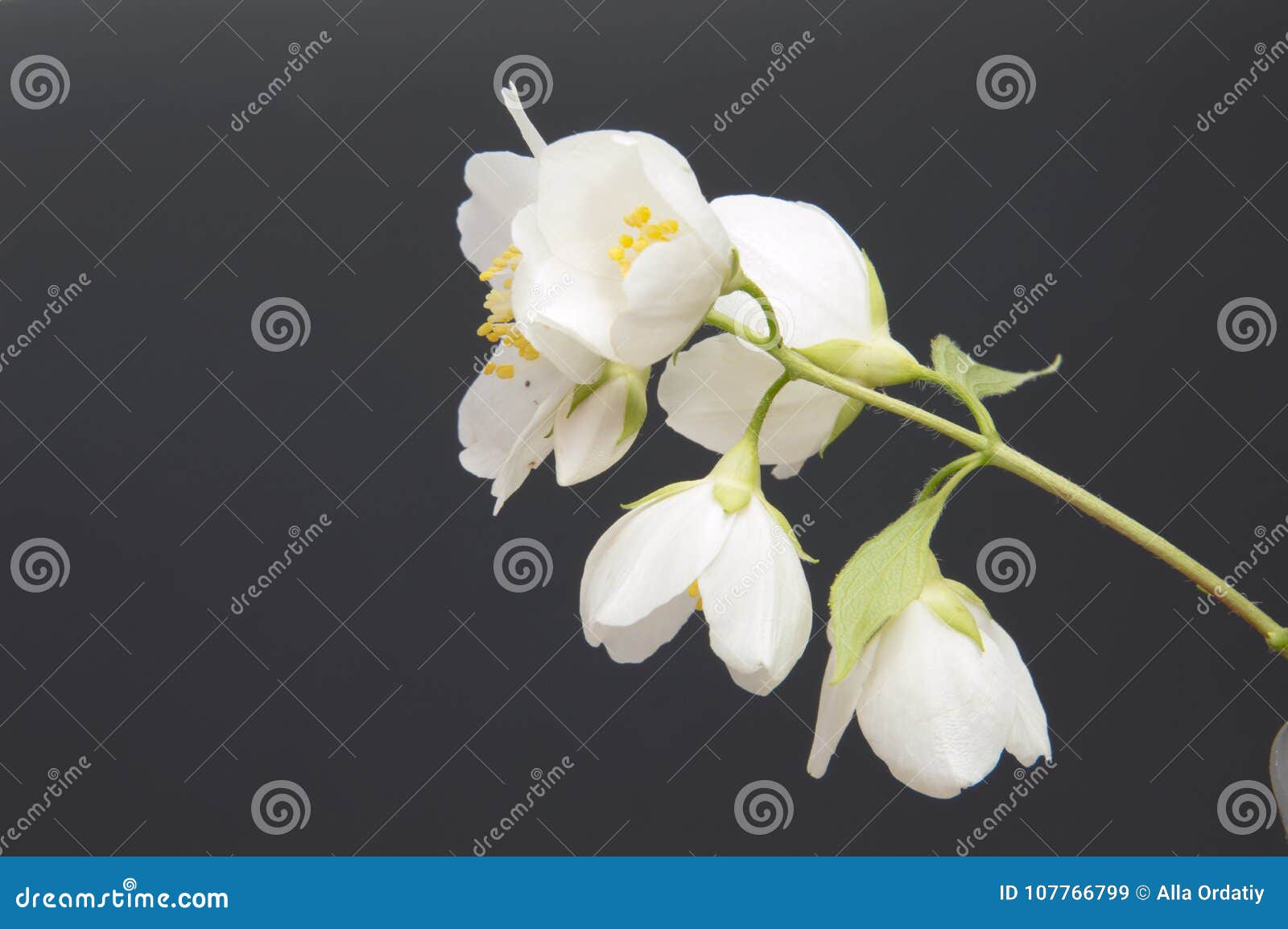 Um Ramo Da Flor Do Jasmim Flor Branca Do Jasmim Imagem de Stock ...