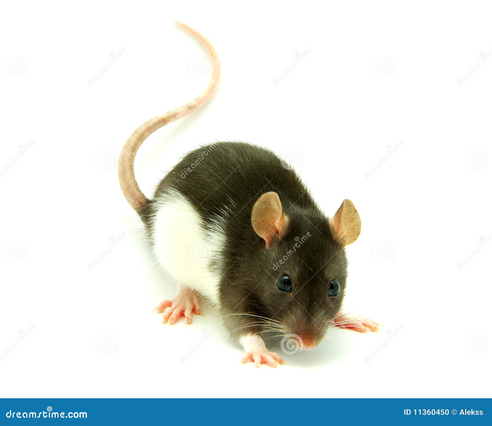 Um rato foto de stock. Imagem de animal, tiro, retrato - 11360450