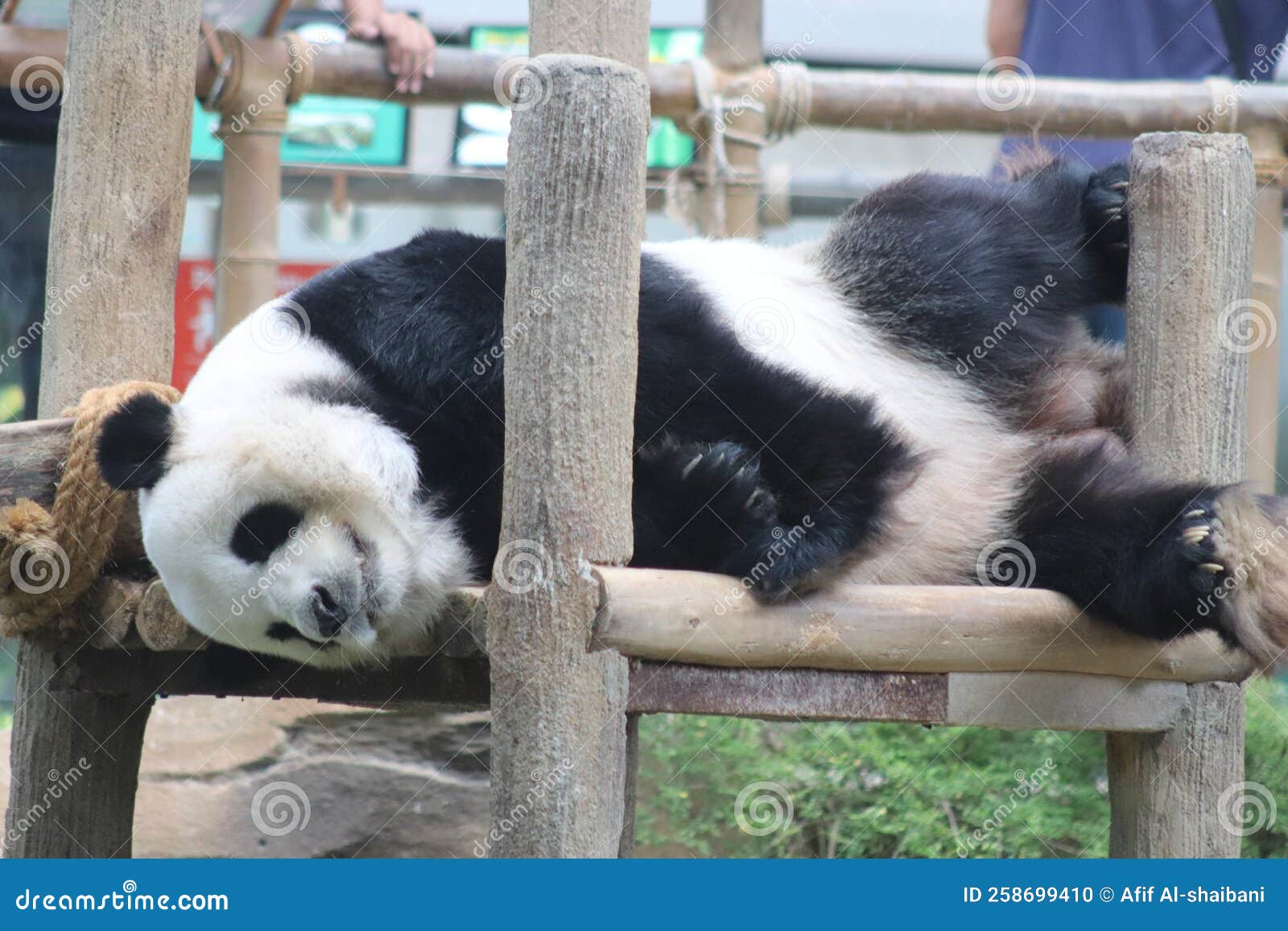 Um Relaxamento Gigante Do Panda Foto de Stock - Imagem de preto, arte ...