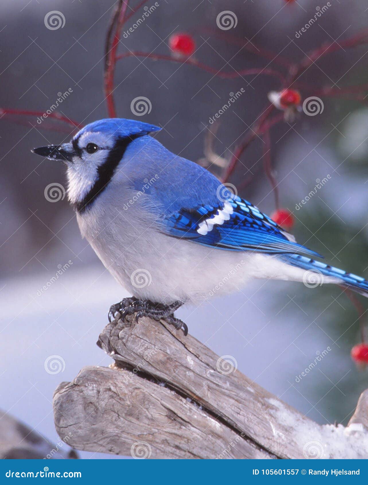 Um Retrato De Um Gaio Azul Em Repouso Imagem de Stock - Imagem de penas ...