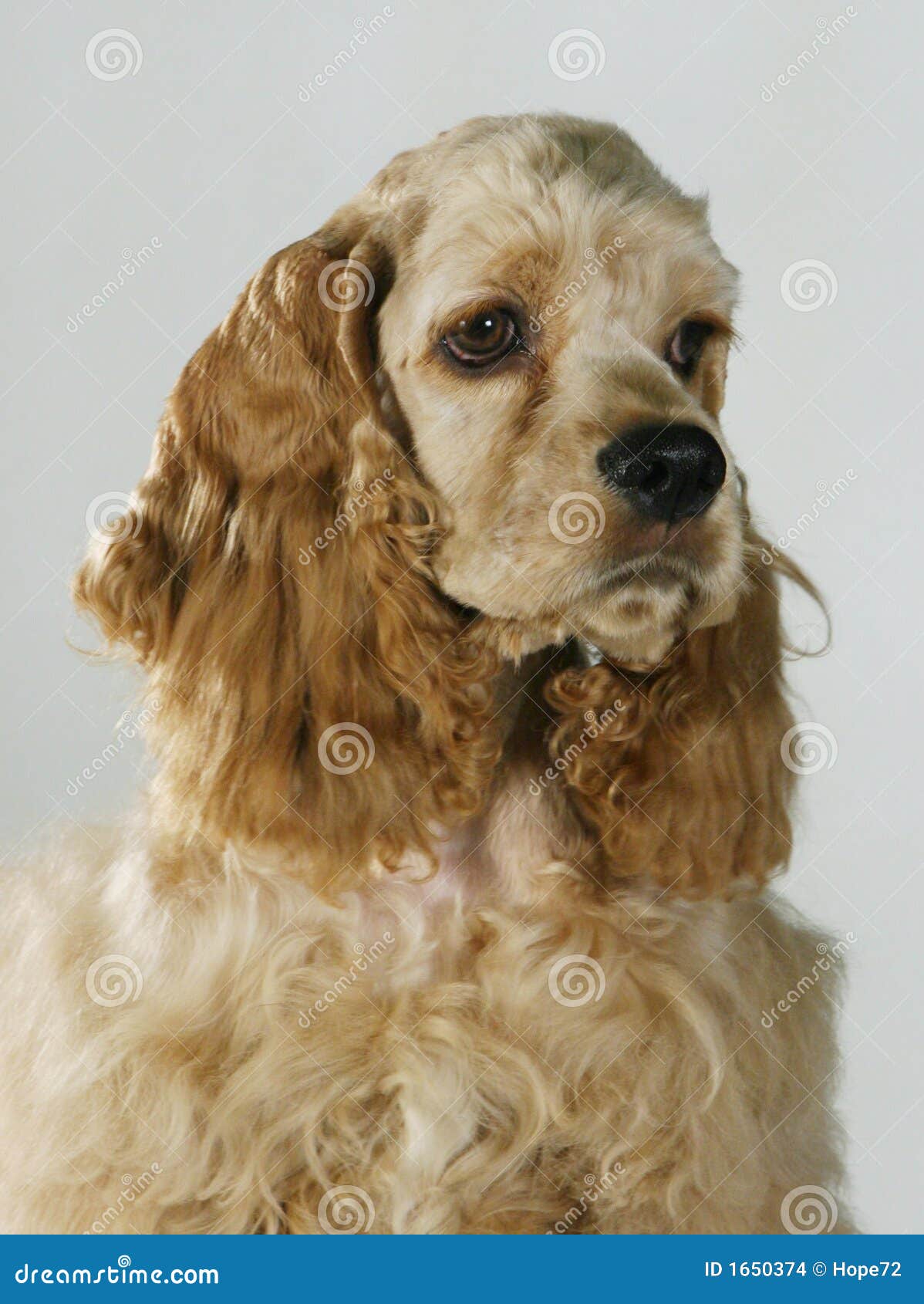 Um Retrato De Um Spaniel De Cocker Foto de Stock - Imagem de nariz ...