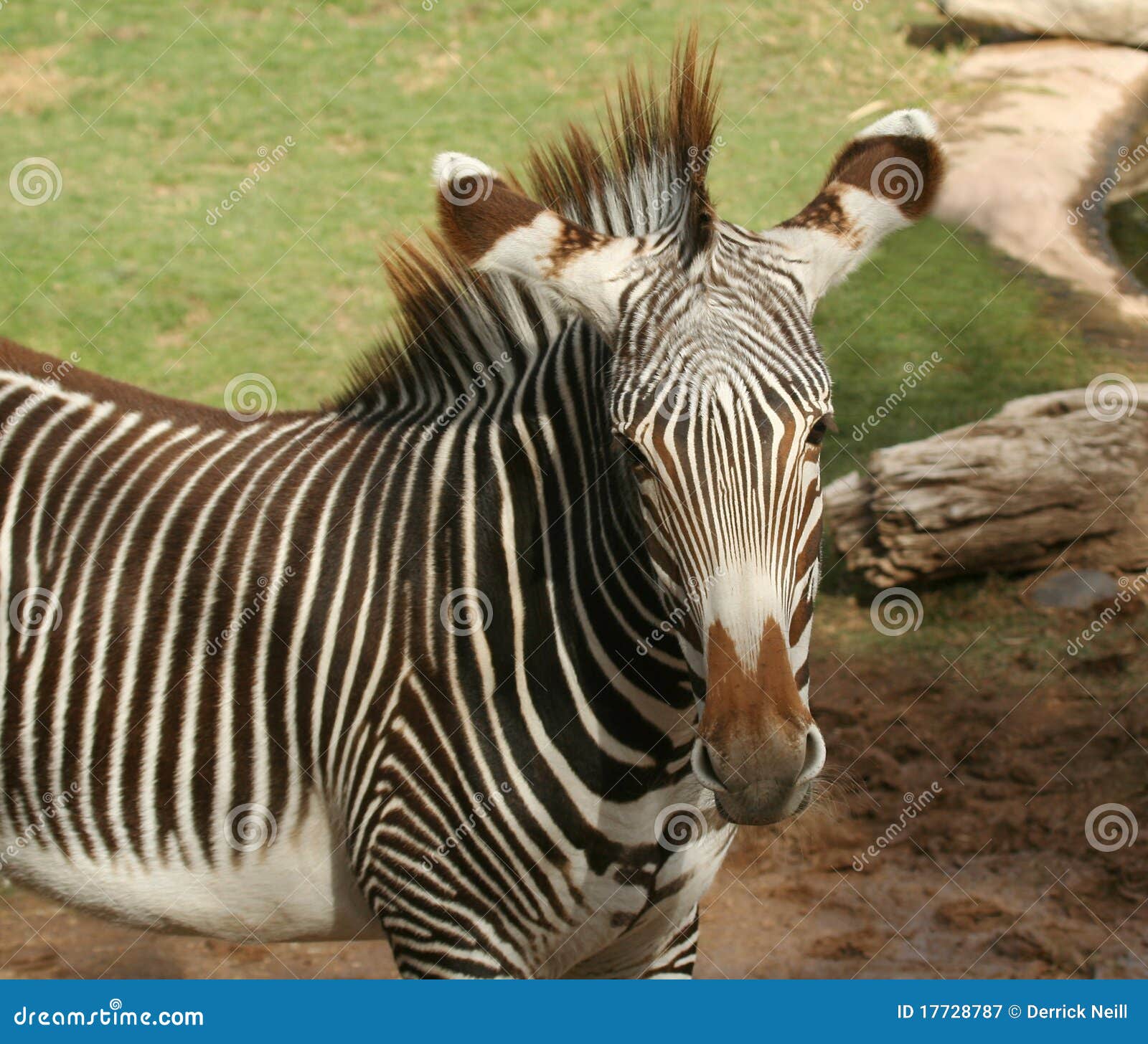 Um Retrato De Uma Zebra Nova Imagem de Stock - Imagem de zebra, orelhas ...