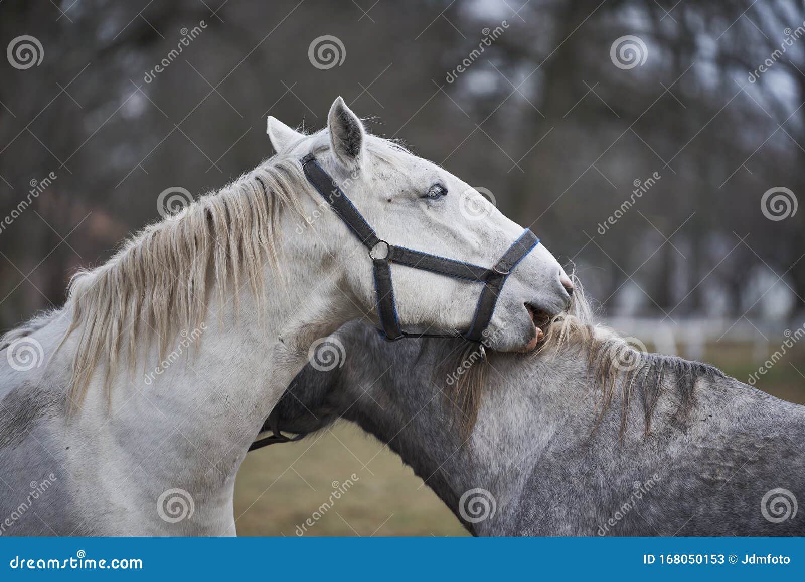 Um Retrato Maravilhoso De Dois Jovens Cavalos Brancos Da Corrida De ... Um Retrato Maravilhoso De Dois Jovens Cavalos Brancos Da Corrida De ...