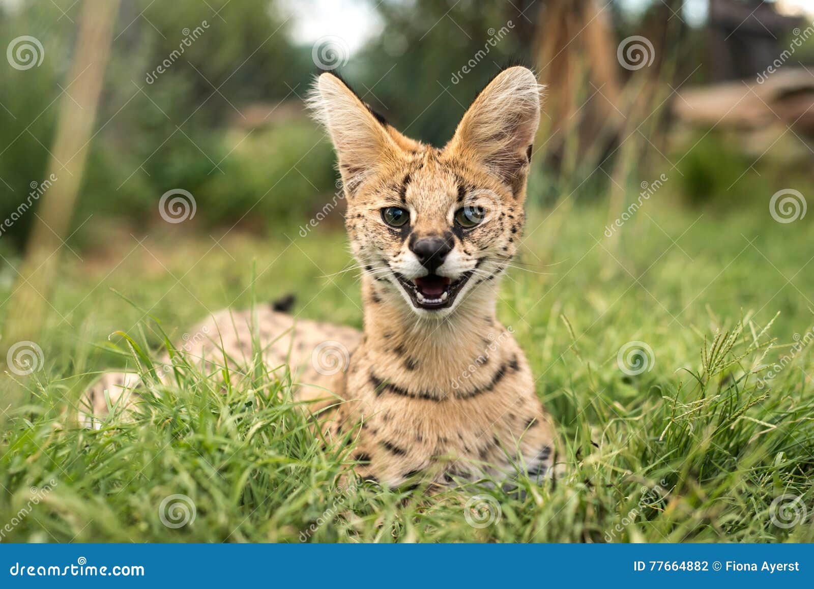 Um serval feliz foto de stock. Imagem de fofofo, encantador - 77664882