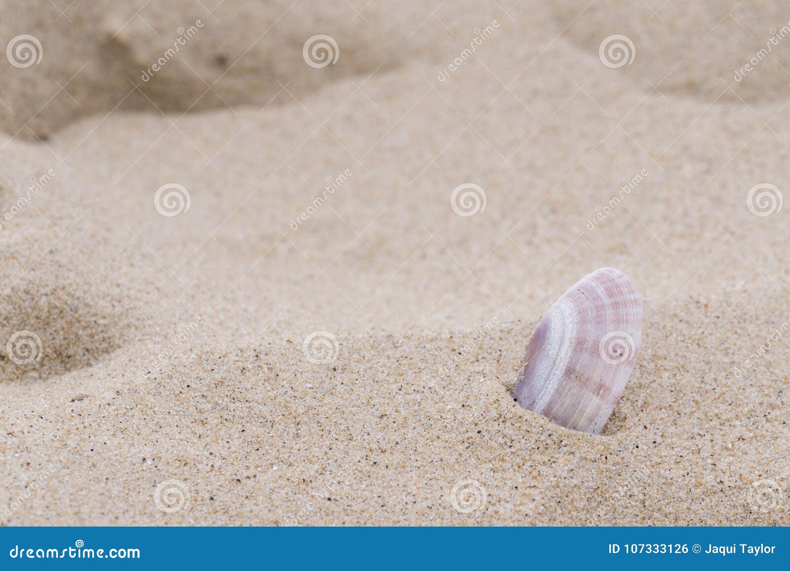 Um Shell Cor-de-rosa Na Praia De Bornemouth Foto de Stock - Imagem de ...