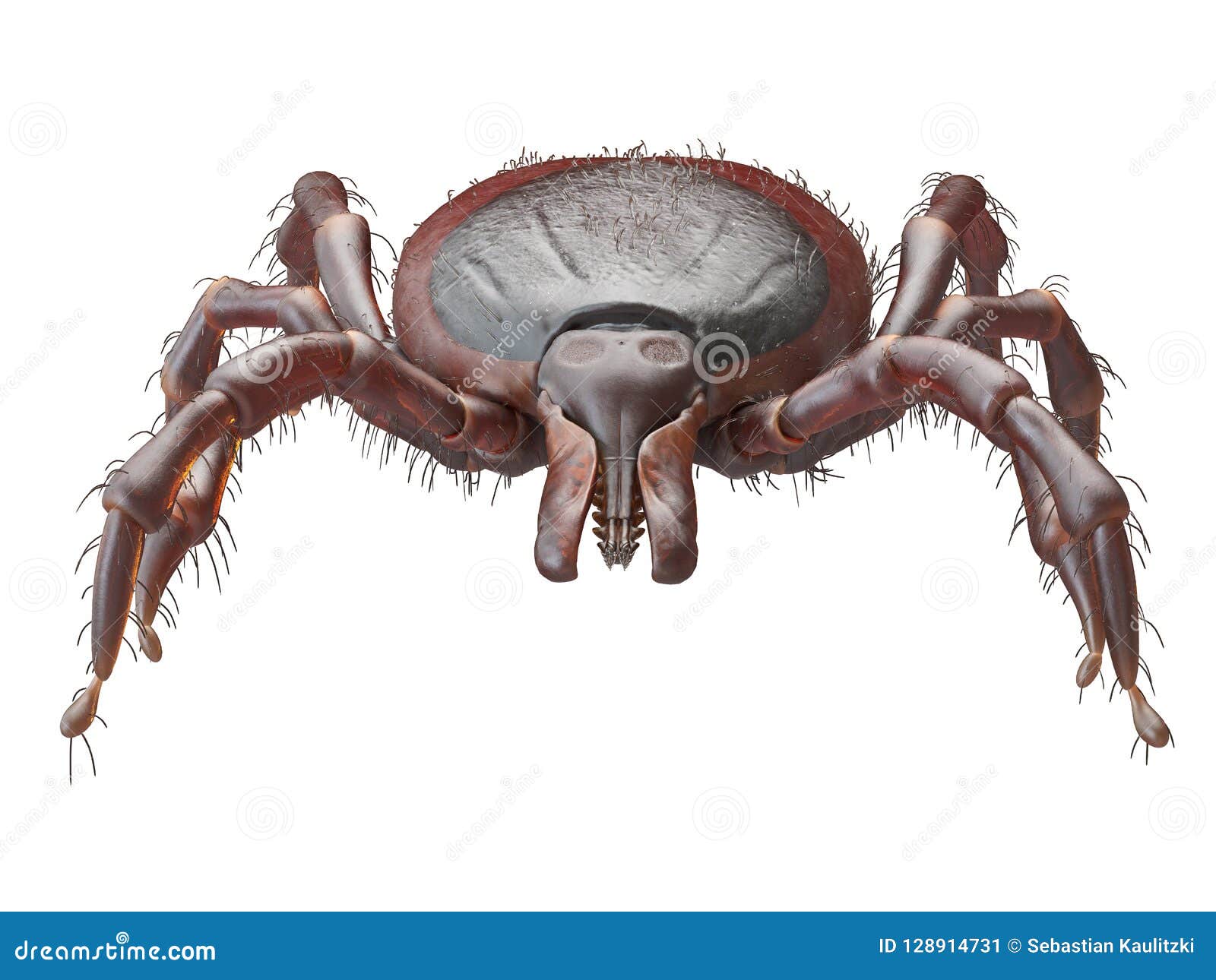 Arachnid Ilustrações, Vetores E Clipart De Stock – (7,396 Stock ...