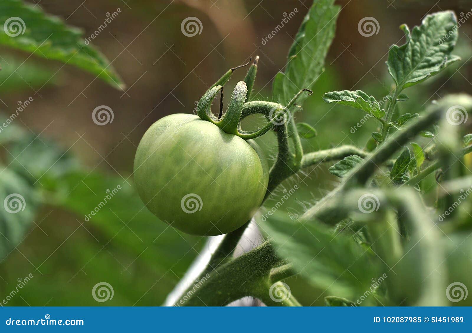 Um Tomate Verde Pequeno Em Um Ramo Imagem de Stock - Imagem de naughty ...
