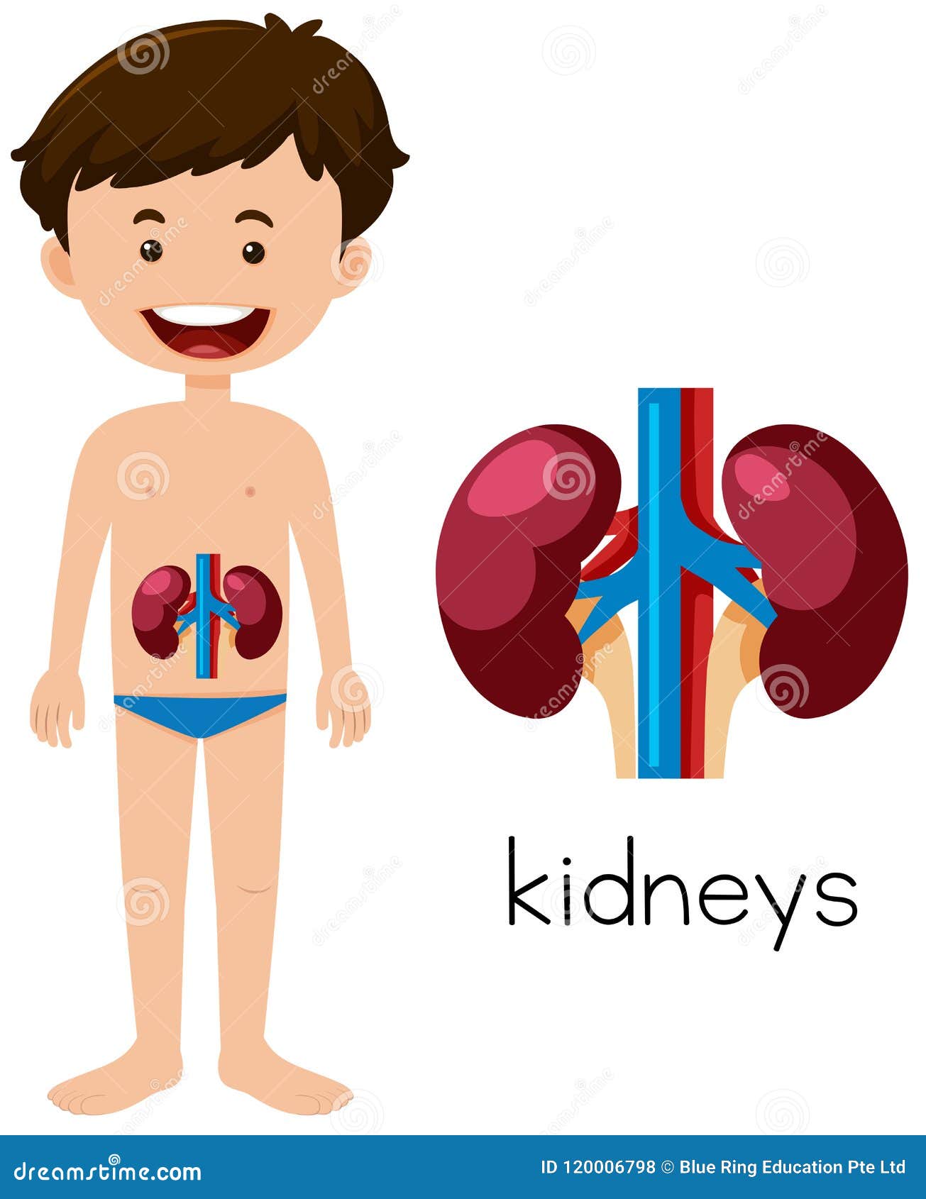 Uma Anatomia Humana Dos Rins Ilustração do Vetor - Ilustração de ...