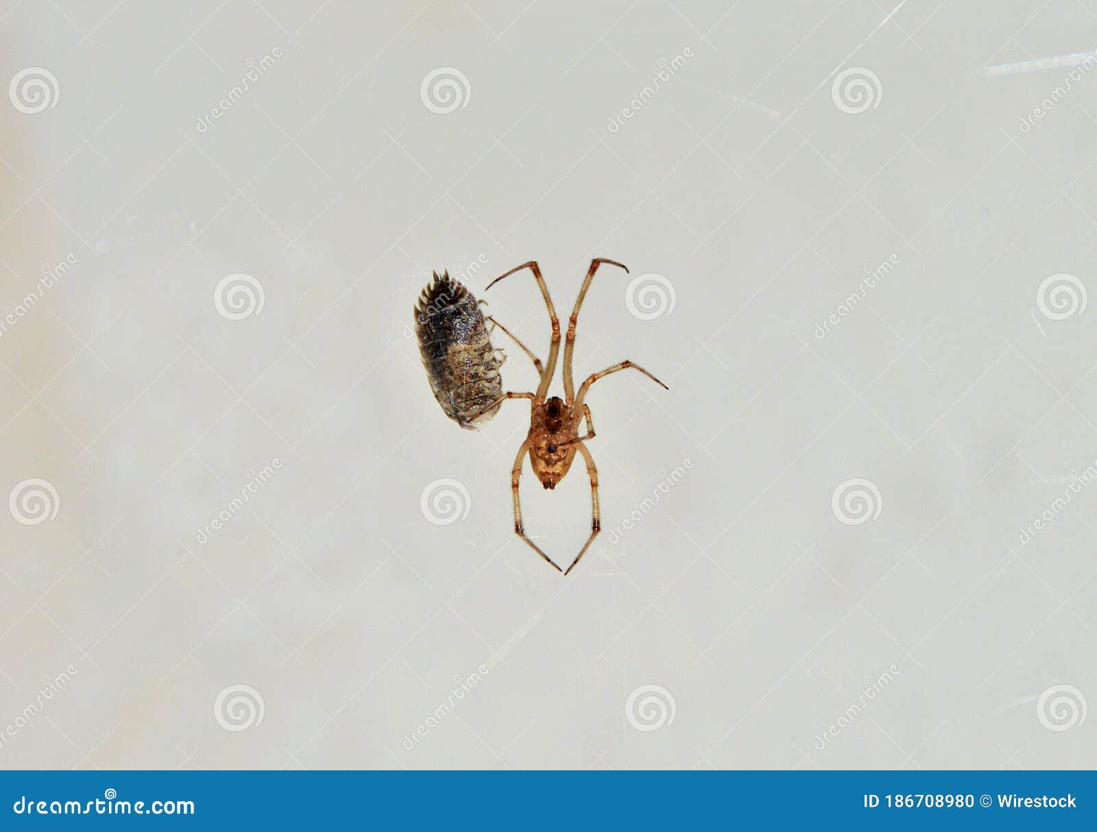 Uma Aranha Devorando Sua Presa Foto de Stock - Imagem de macro, comer ...