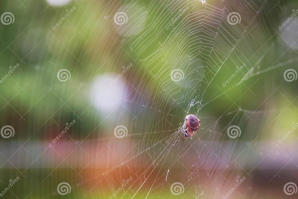 Uma Aranha Que Come Uma Mosca Foto de Stock - Imagem de erro, aranha ...