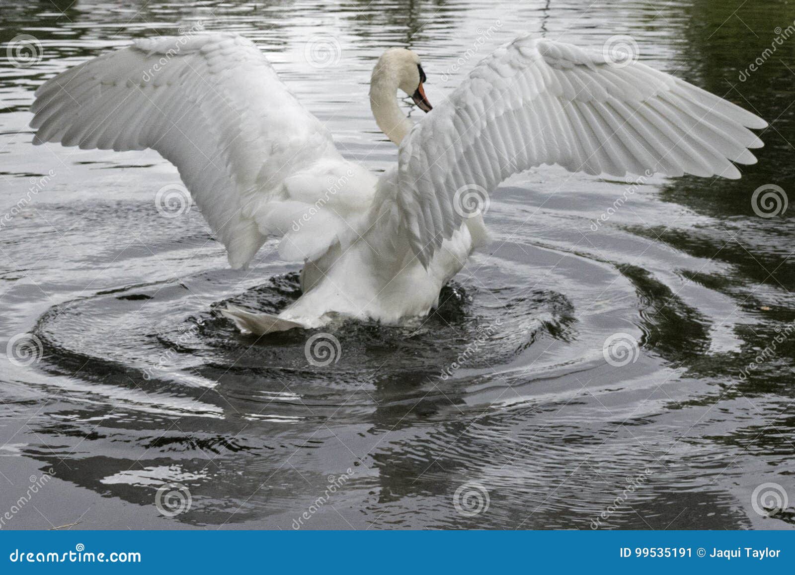 Uma Cisne Muda Que Estica Suas Asas Imagem de Stock - Imagem de ...