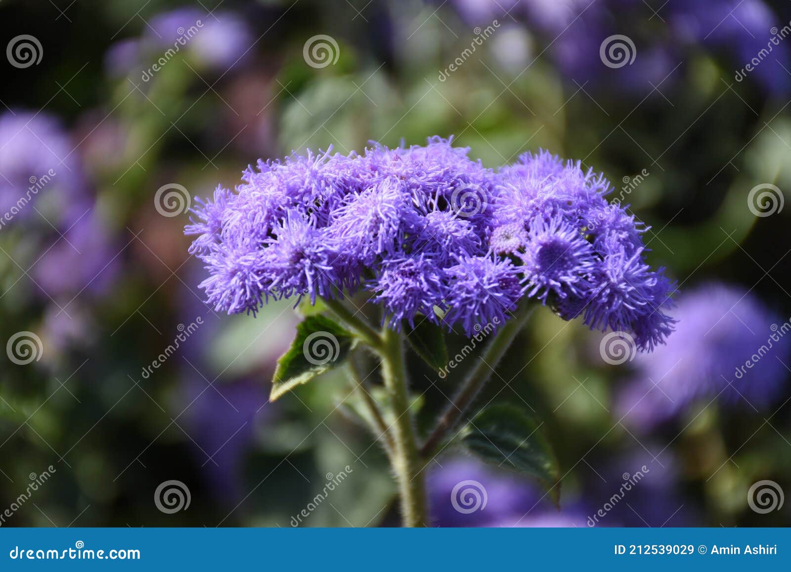 Uma Cor Aproximada Da Flor De Cor Violeta Imagem de Stock - Imagem de ...