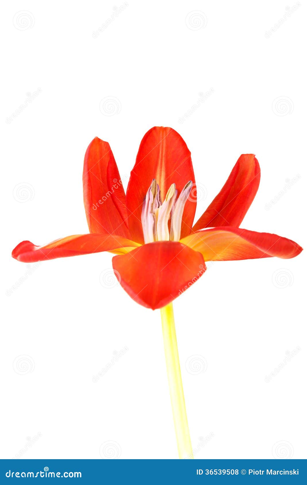 Uma Flor Aberta, Vermelha Separada Da Tulipa. Foto de Stock - Imagem de ...