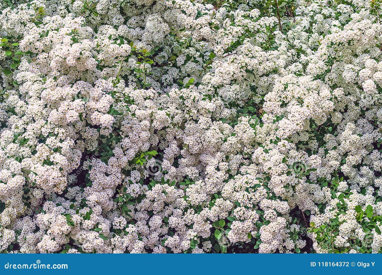 Uma Flor Branca De Um Arbusto Do Spiraea Foto de Stock - Imagem de ...