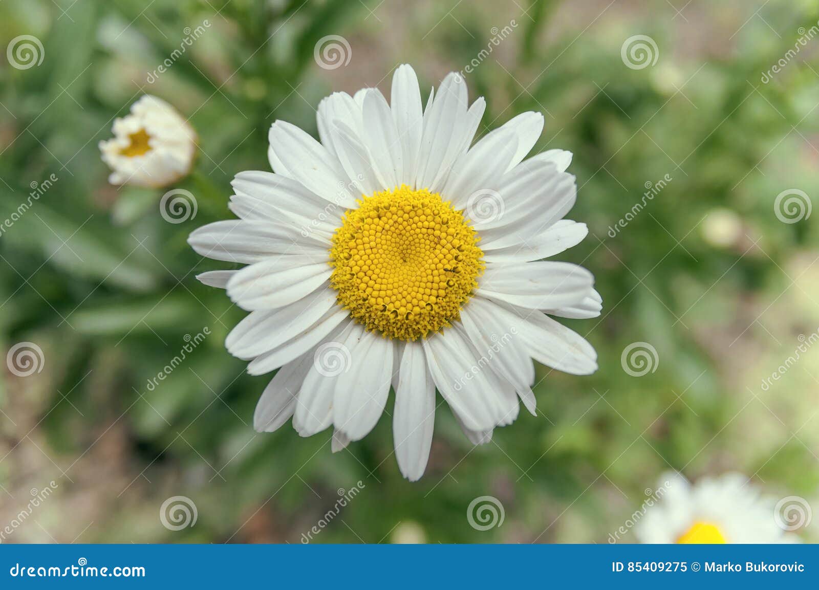 Uma Flor Da Margarida No Campo Isolado Imagem de Stock - Imagem de ...