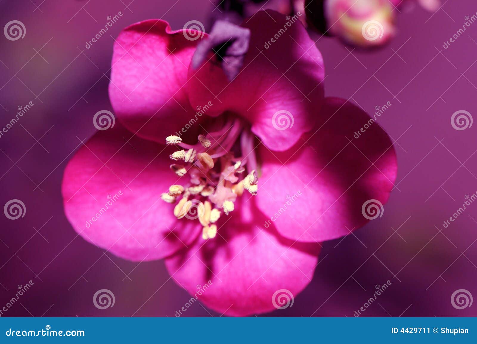 Uma Flor Delicada E Charming Fotos - Fotos de Stock Gratuitas e Fotos ...