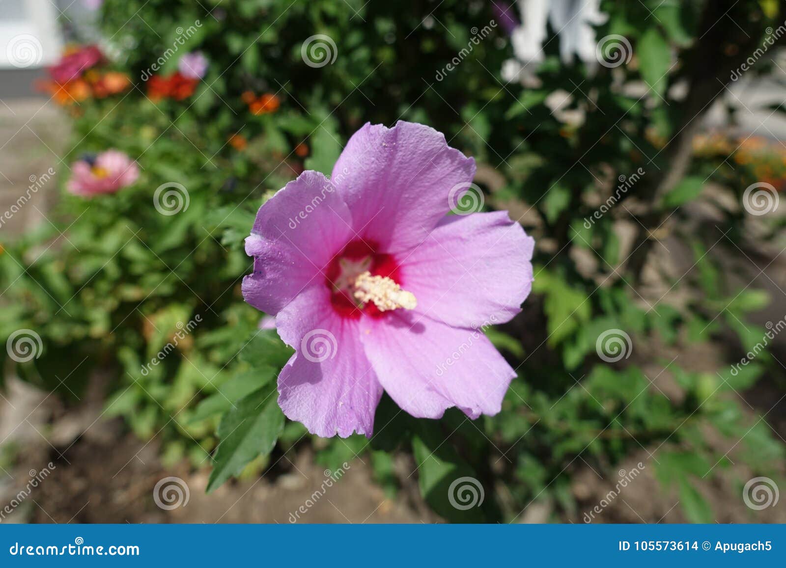 Uma Flor Do Arbusto Da Malva Cor-de-rosa Foto de Stock - Imagem de ...