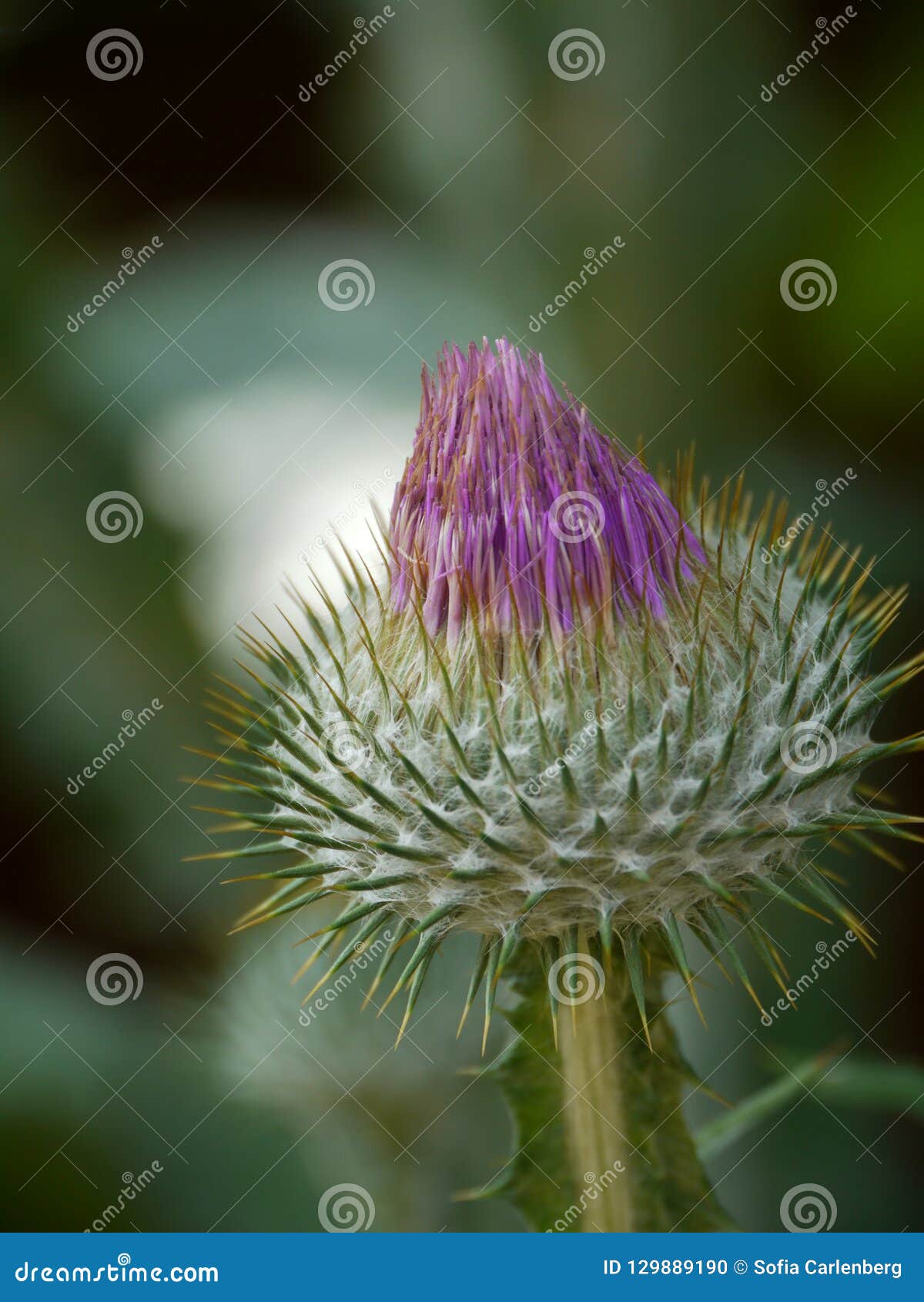 Uma Flor Do Cardo Em Verde E Em Roxo Foto de Stock - Imagem de roxo ...