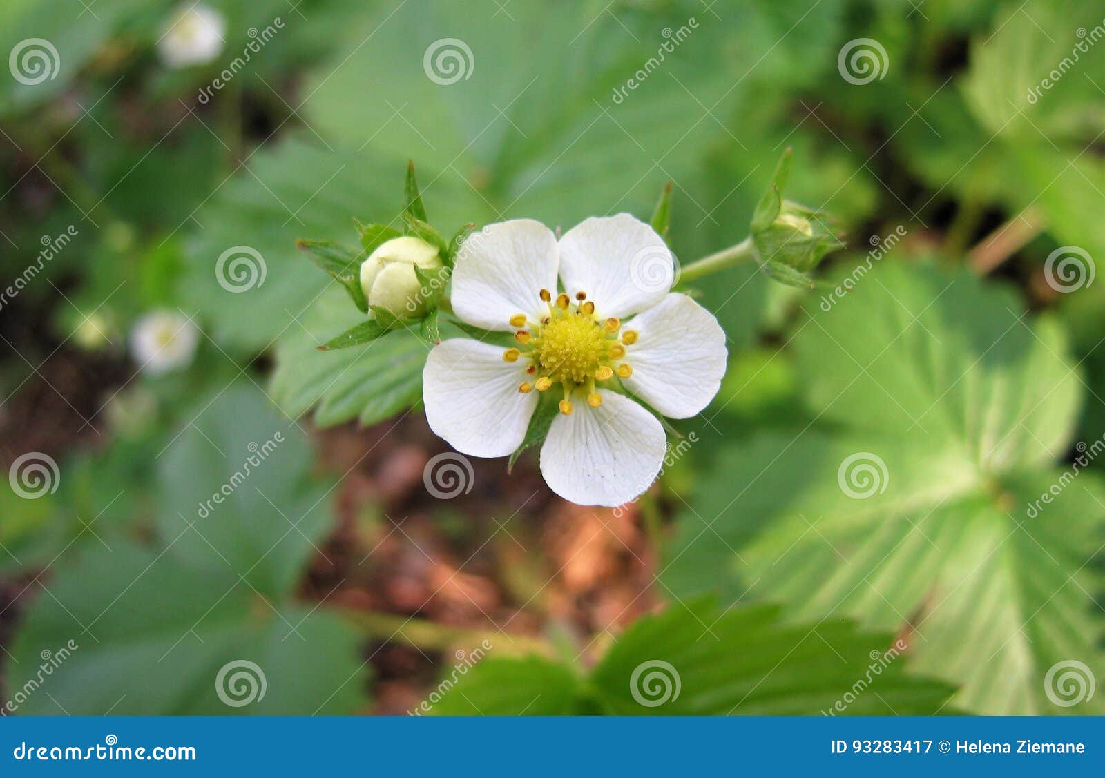 Uma Flor Do Morango Silvestre Imagem de Stock - Imagem de flor ...