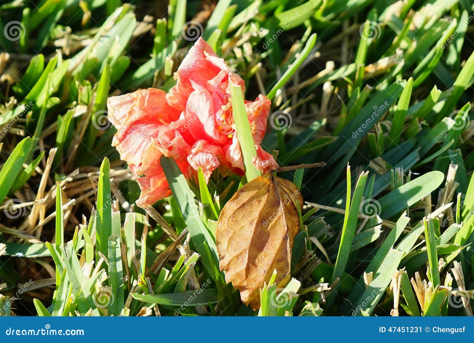 Uma Flor Do Vermelho Murchar Imagem de Stock - Imagem de sucata ...