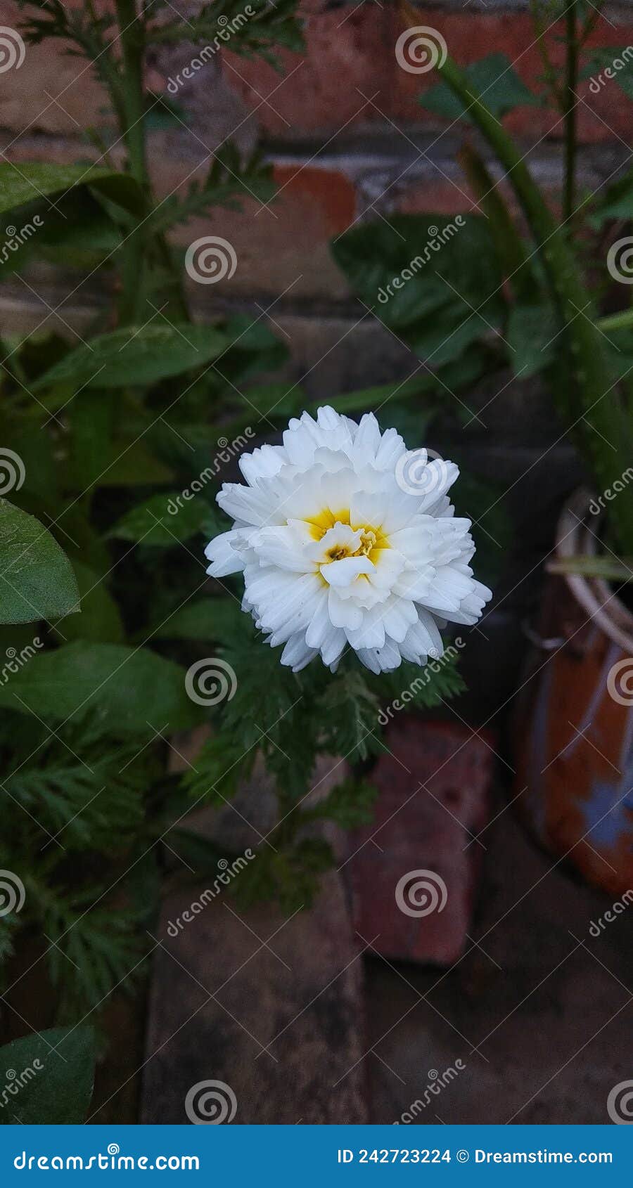 Uma flor grande foto de stock. Imagem de verde, pétala - 242723224