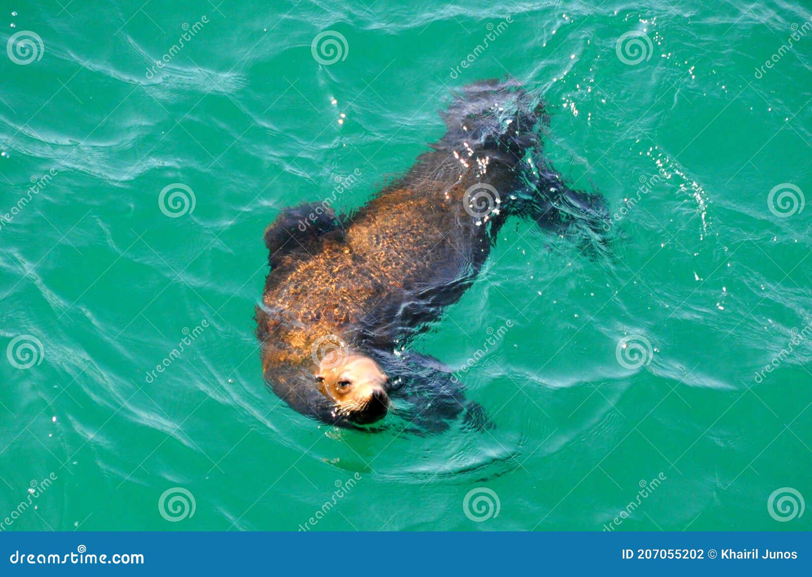 Uma Foca Nadando Em Cima Do Oceano Foto de Stock - Imagem de marinho ...