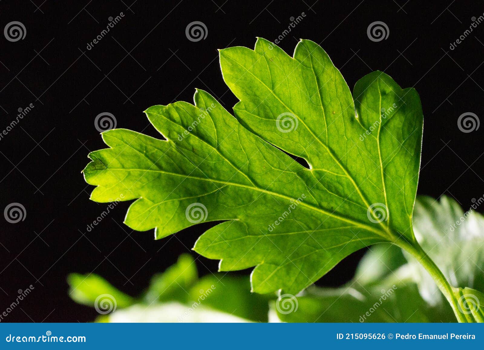 Uma Folha Verde De Salsa Sob Fundo Negro Foto de Stock - Imagem de ...