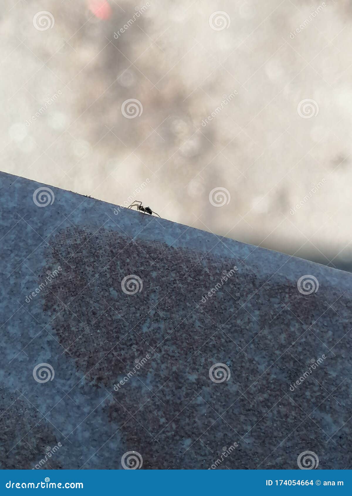 Uma formiga de zoom foto de stock. Imagem de pouco, formiga - 174054664