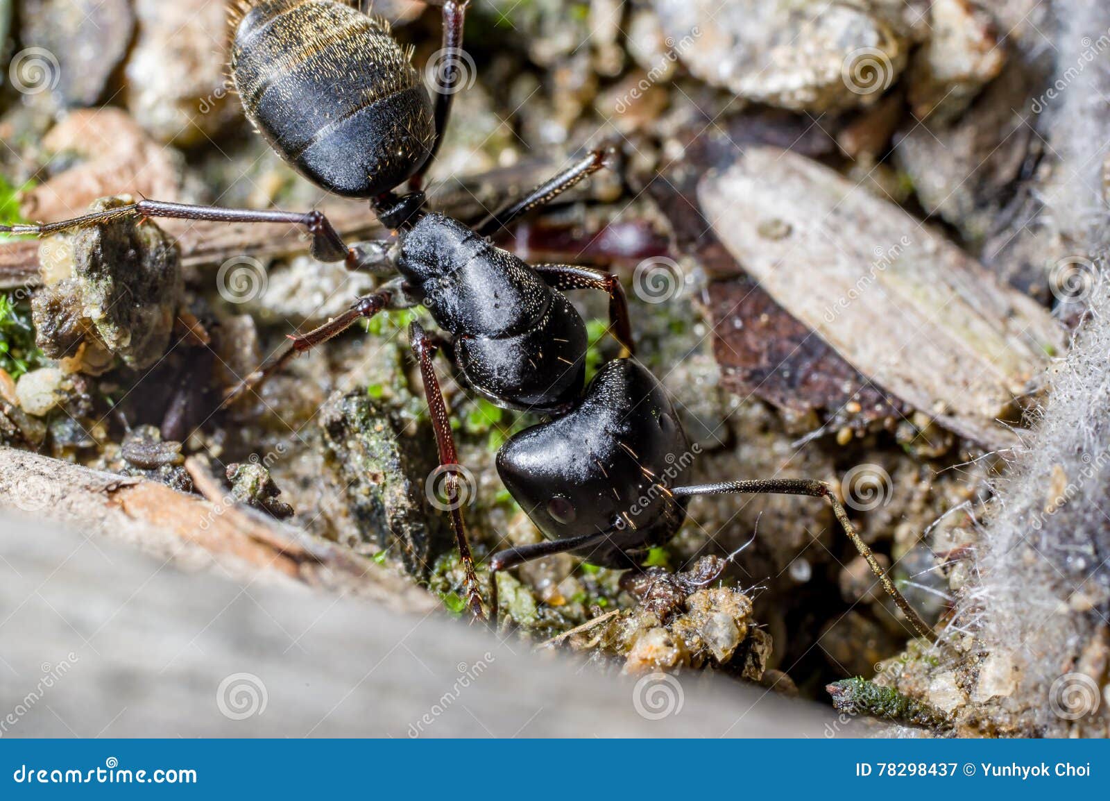 Uma formiga do soldado imagem de stock. Imagem de terra - 78298437