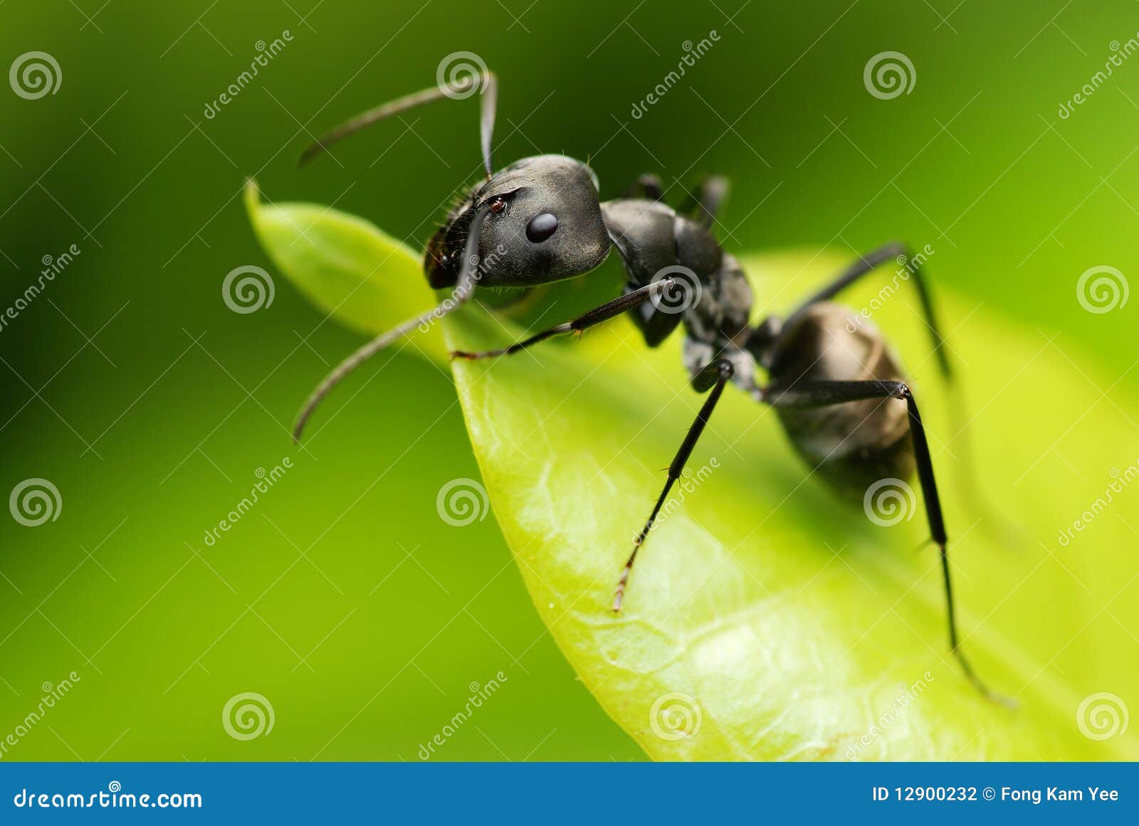 14,950 Formiga Preta Fotos - Fotos de Stock Gratuitas e Fotos Royalty ...