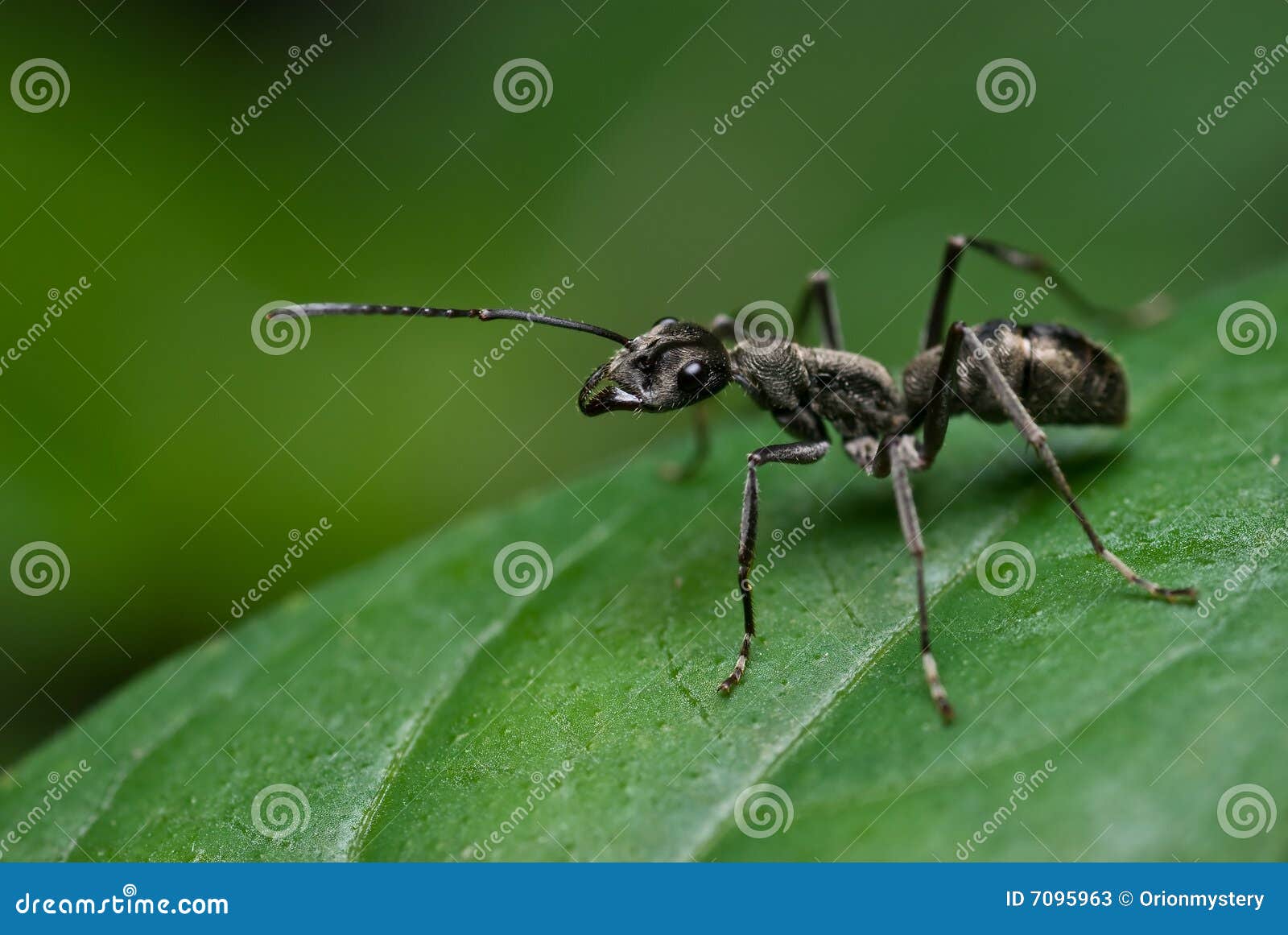 Uma formiga preta imagem de stock. Imagem de fauna, inseto - 7095963