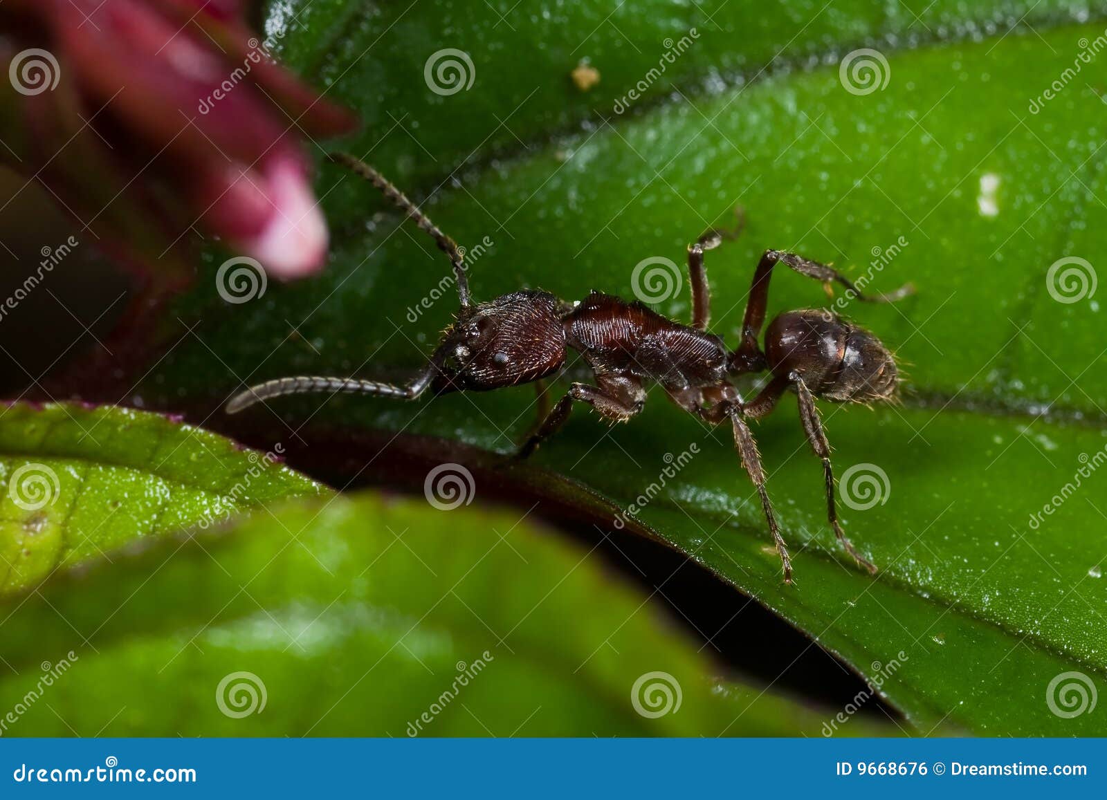 Uma formiga preta foto de stock. Imagem de wildlife, marrom - 9668676