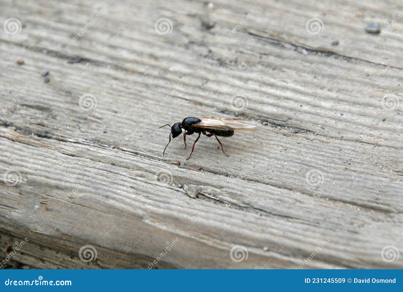 Uma formiga voadora imagem de stock. Imagem de exterior - 231245509