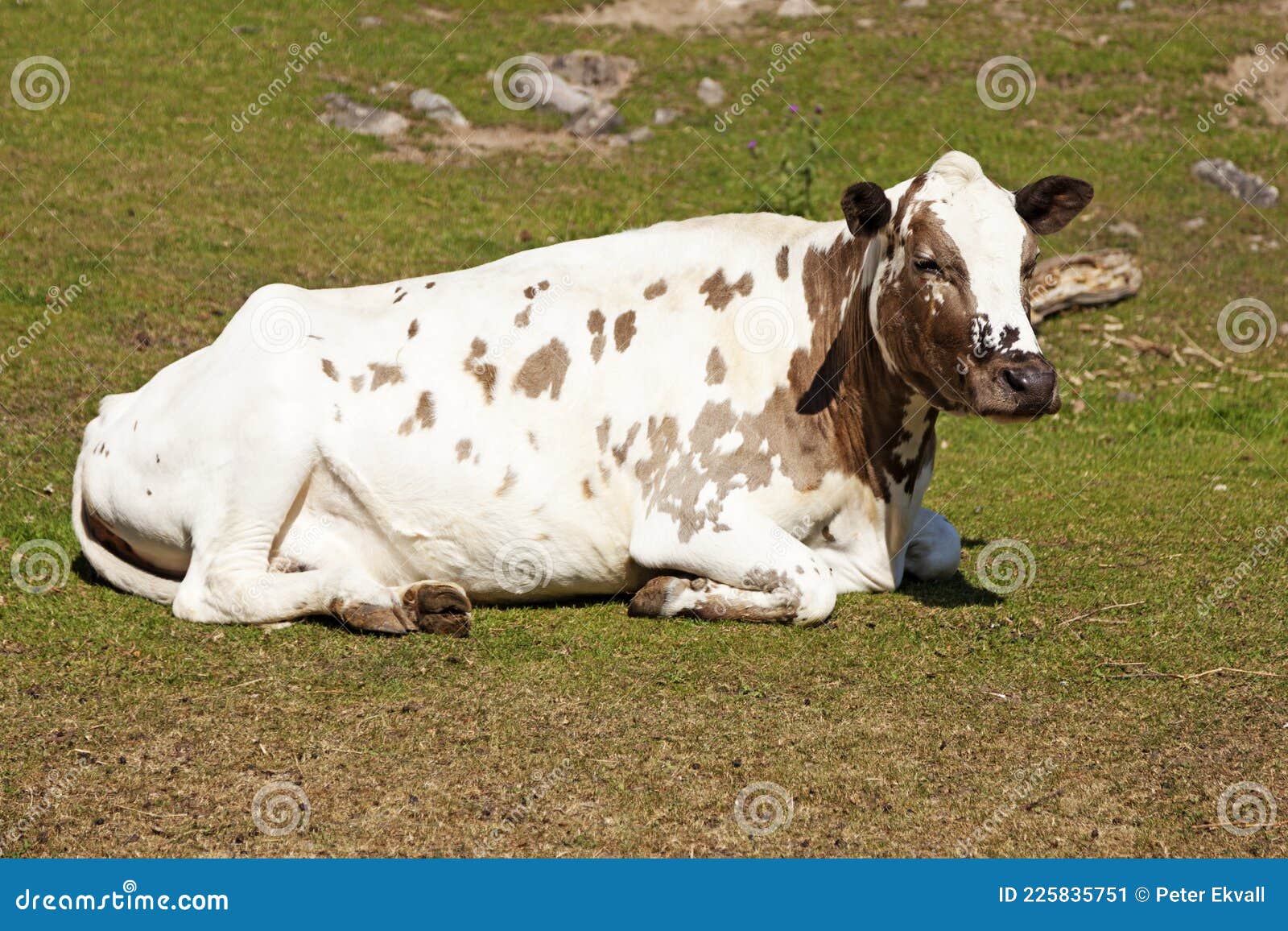 Uma Grande Vaca Branca Deitada E Descansada Sobre a Grama Imagem de ...