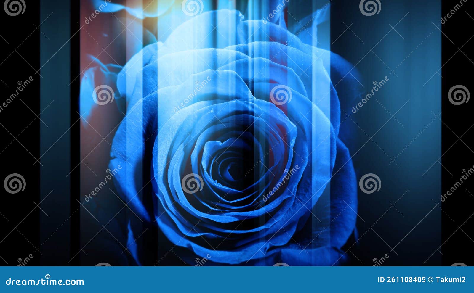 Uma Imagem De Rosa E Uma Linha Vertical Que Se Move Para a Esquerda E ...