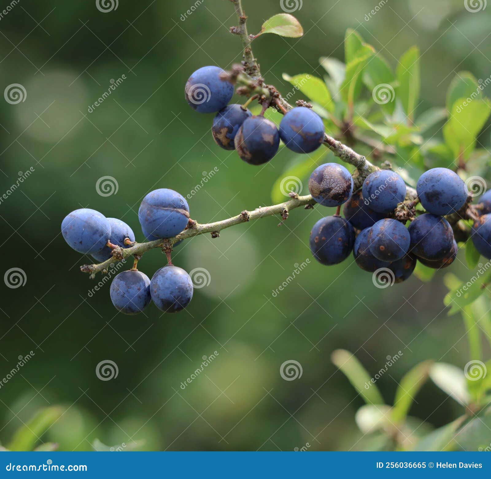 Uma Imagem Do Espinho-negro Que Cresce No Campo Imagem de Stock ...