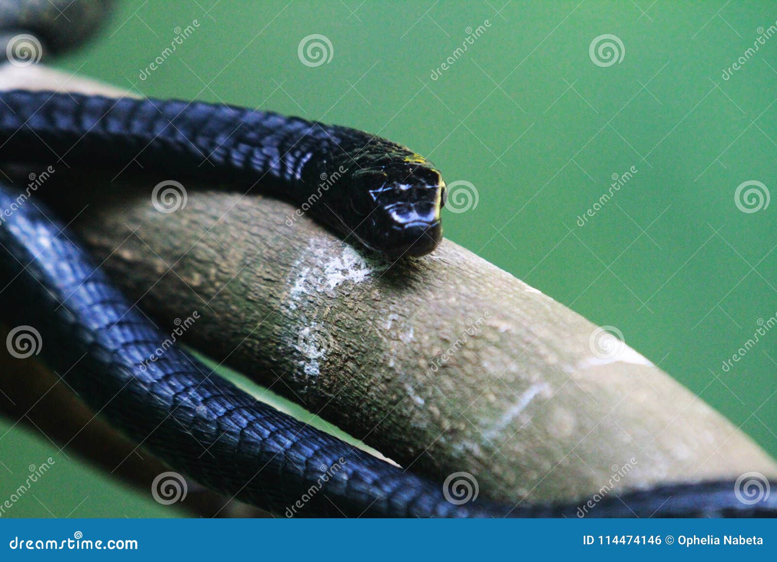 Uma Mamba Preta No Parque Da Serpente Em Entebbe Em Uganda Foto de ...