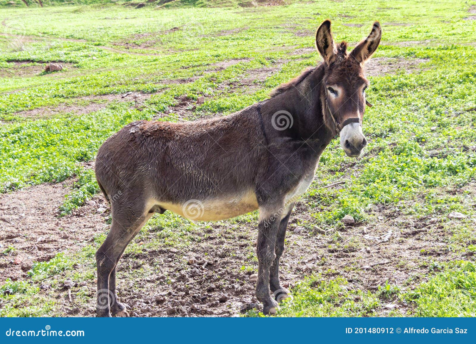 Uma mula com fundo natural foto de stock. Imagem de marrom - 201480912