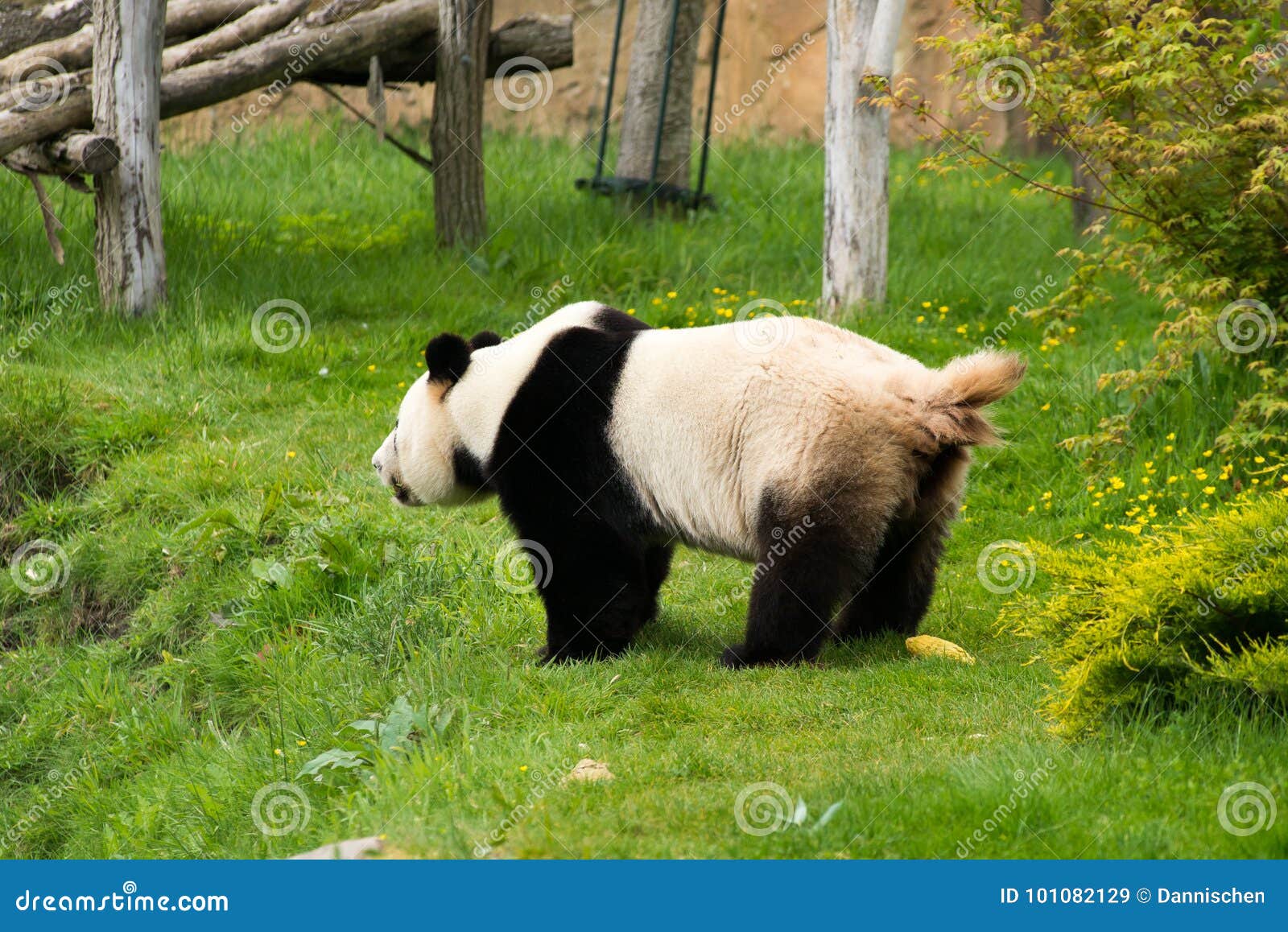 Uma panda defeca na grama imagem de stock. Imagem de merda - 101082129