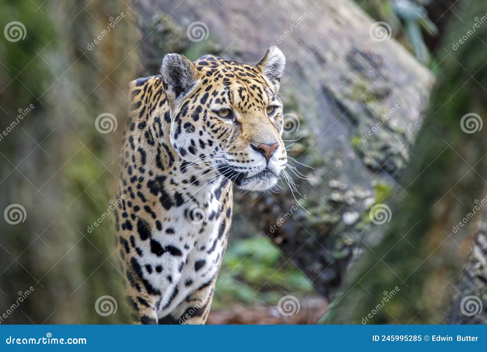 Uma pantera onca onca imagem de stock. Imagem de parque - 245995285